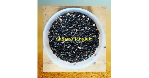Jual benih akasia mangium Jual benih akasia mangium